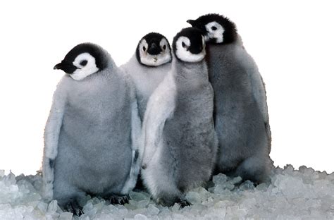Collection Of Penguin Hd Png Pluspng