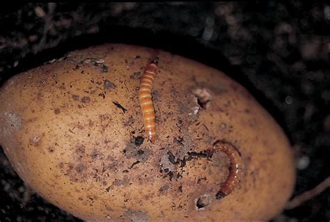 Innovate Uk Funds Wireworm Control Project Emerald Research