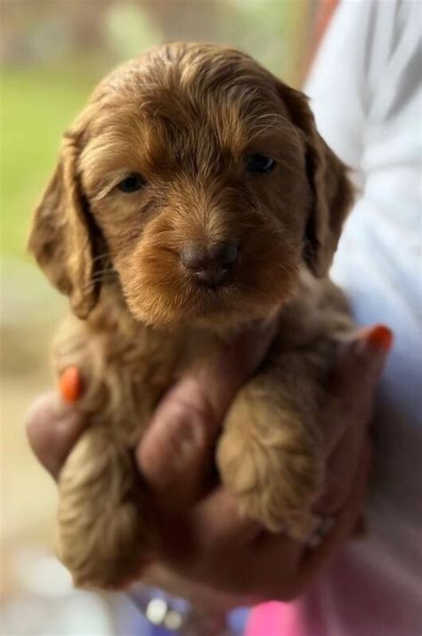 Kennel Club Registered Cockapoo Puppies For Sale From Private Sellers Cockapoo Owners