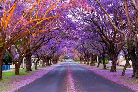 12 Absolutely Stunning Places To See Jacaranda In Sydney
