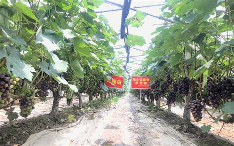 土壤培肥科学施肥才是农业种植提质增产的核心 知乎