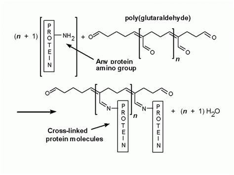 Formaldehyde Formalin Paraformaldehyde And Glutaraldehyde What They Are And What They Do