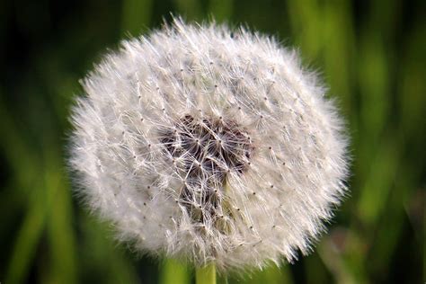 Dandelion Flower Wildflower Free Photo On Pixabay Pixabay