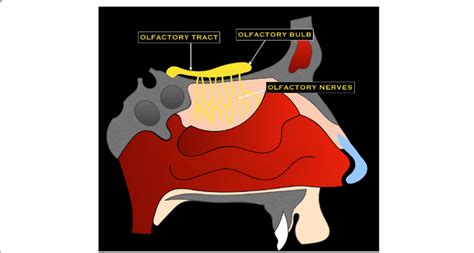 Schematic Drawing Of The Olfactory Nerve Download Scientific Diagram