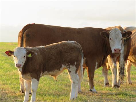 Coose Jericho P İthal Boğa Sperması