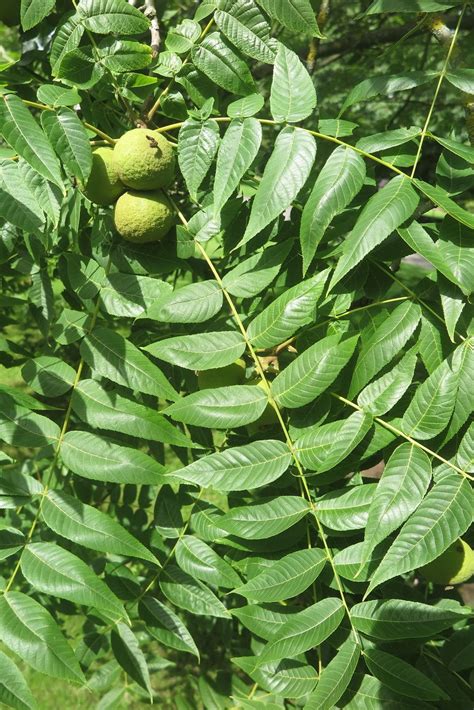 Juglans Nigra L Plants Of The World Online Kew Science