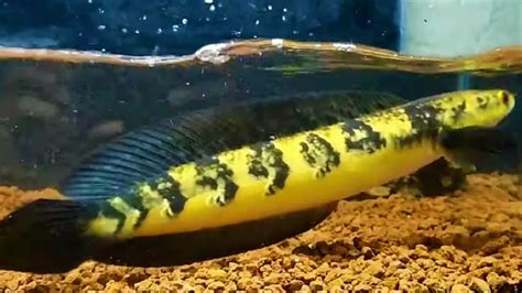 Cara Mempertebal Bar Dan Bunga Channa Maru Ikan Gabus Hias