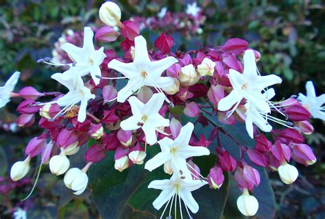 Chou Wu Tong Facts And Health Benefits