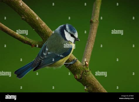 Bird Birds Wildlife Titmouse Singing Bird Blue Tit Bobolinks Titmice