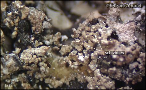 Peltigera Elisabethae Gyeln