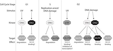 Phosphorylation Mediated Regulation Of Cdc25 Activity Localization And
