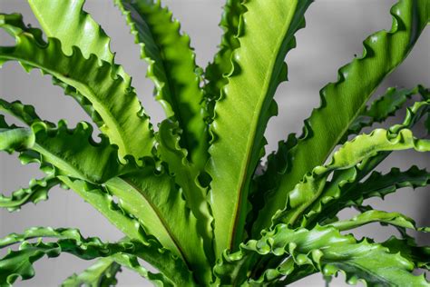 How To Care For And Propagate A Birds Nest Fern Sprouts And Stems