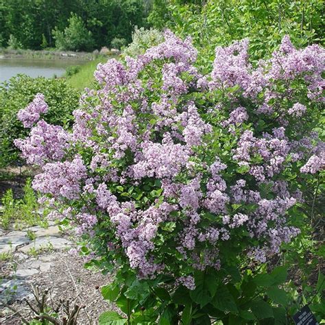Syringa Meyeri Palibin Dwarf Korean Lilac Artofit