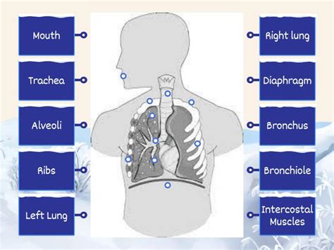 Ffynone House Y Science Respiratory System Labeling Labelled Diagram