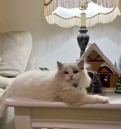 Jett Drake Ragdoll Kitten Of The Month Floppycats™