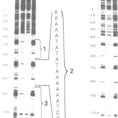 Dnase I Protection Analysis A Dnase I Protection Pattern With The