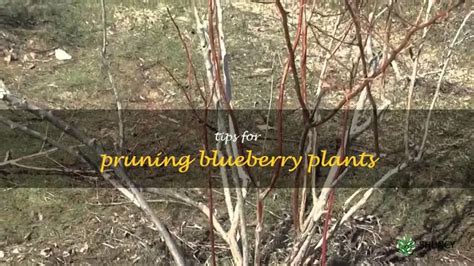 Tips For Pruning Blueberry Plants Shuncy