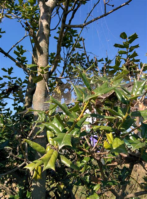 Img20150929104728 거미줄이 잔뜩 낀 호랑이발톱 호랑가시나무