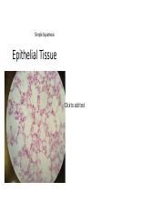 Understanding Epithelial Connective Muscle And Nervous Course Hero
