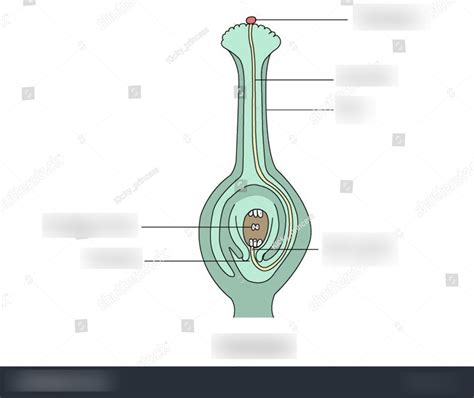 Plant Fertilisation Diagram Quizlet