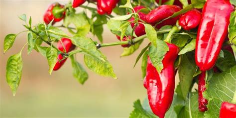 Буде великий та соковитий урожай Коли пересаджувати перець у травні 2024 та як підготувати