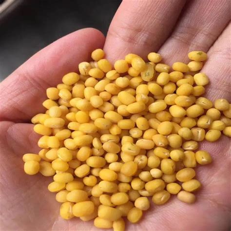 Peeled Green Mung Beans Split Mung Dhal Buy Peeled Mung Beanmung