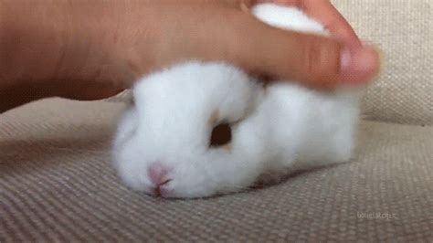 Cute Bunnies S 105 Animated  Pics For Free