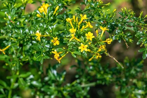 Premium Photo Jasminum Fruticans Wild Jasmine Wild Plant Shot In Spring