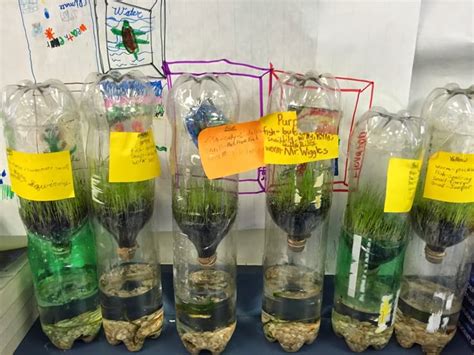 Image Result For Bottle Ecology Ecosystem In A Bottle Science