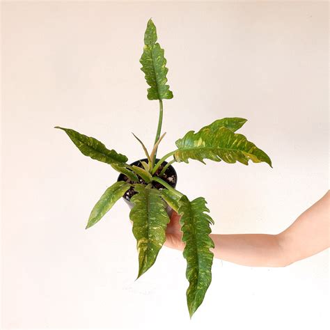 How To Identify Plant Leaf Nodes Plantify Urban Nursery