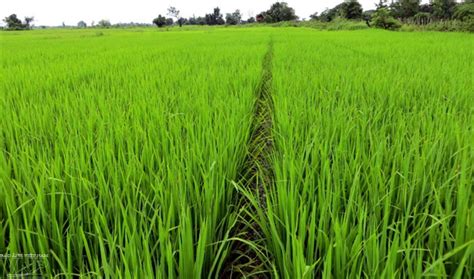 ຂ່າວພາບ ຫວຽດນາມ ພາກ ພາສາ ລາວ