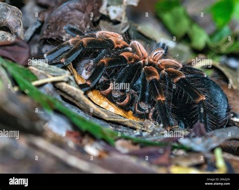 Costa Rica Redlegged Tarantula Megaphobema Mesomelas From Bosque De