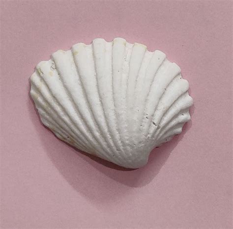 White Cockle Shell