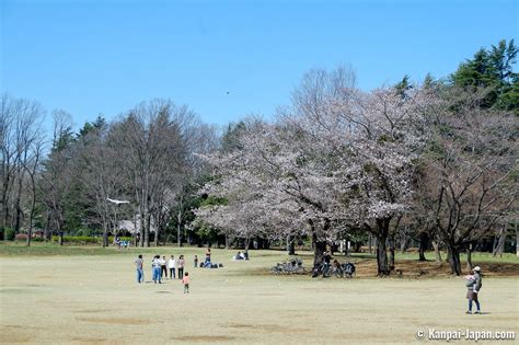 Koganei Park The 2000 Cherry Trees In The West Of Tokyo