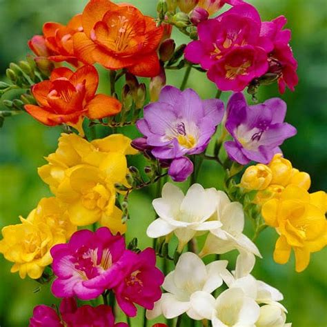 Vaneo Indonesia Vaneoid • Instagram Photos And Videos