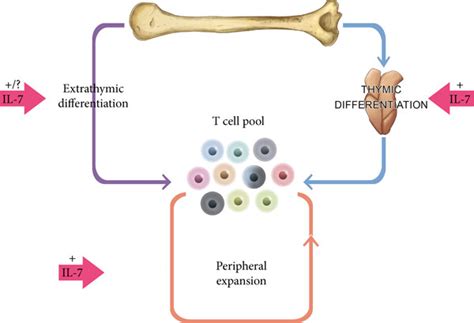 Interleukin‐7 And Immunosenescence Nguyen 2017 Journal Of