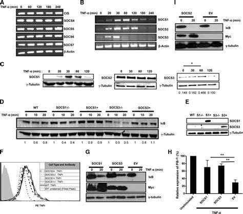 Socs1 And 3 Mrna And Protein Are Regulated By Tnf In Pbmcs Cis And