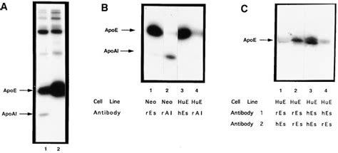 Non Denaturing Immunoprecipitation Of Hdl Fractions Transfected Mca