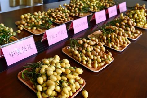 甜到一D酸味都無嘅黃皮你食過未廣州黃皮新品種面世