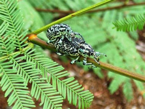 Botany Bay Diamond Weevil Chrysolophus Spectabilis Australian Plants Society