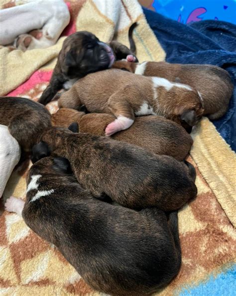 Angels By The Dozen Boxers Angels By The Dozen Boxers