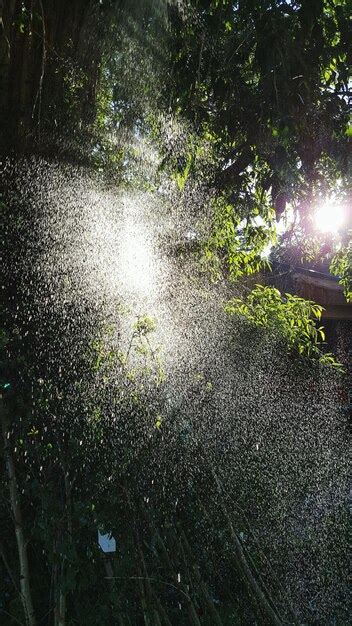 Plantas que crescem na água Foto Premium