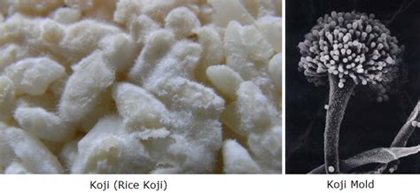 Basic Guide To 5 Essential Sake Ingredients Saketalk