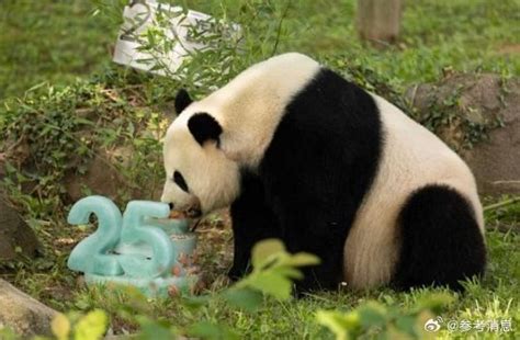 旅美20餘年誕下4只大熊貓，美香25歲啦 新浪香港