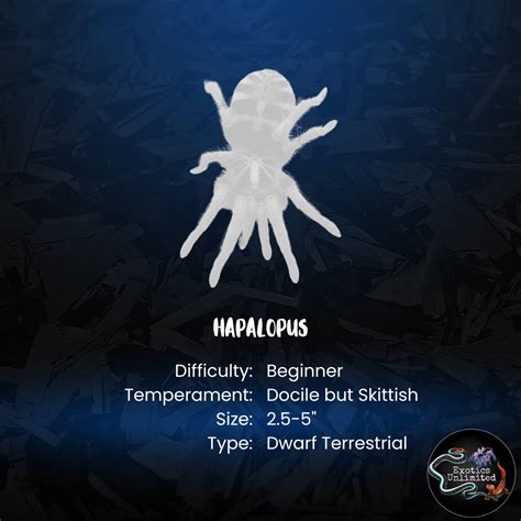 Hapalopus Guerreroi Speckle Patch Guerilla Tarantula Ex Vangoghi And Exotics Unlimited