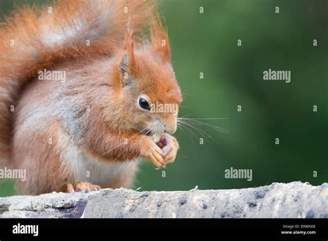 Eurasian Red Squirrel Sciurus Vulgaris Stock Photo Alamy