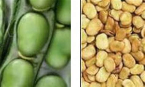 باقلا؛ محرک جنسي قوی