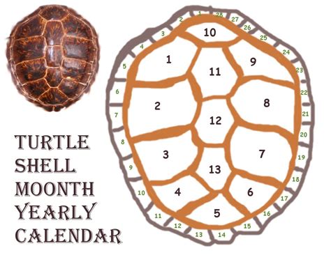God S Growing Garden Strange Stuff 2 13 Moonths And The Turtle Shell