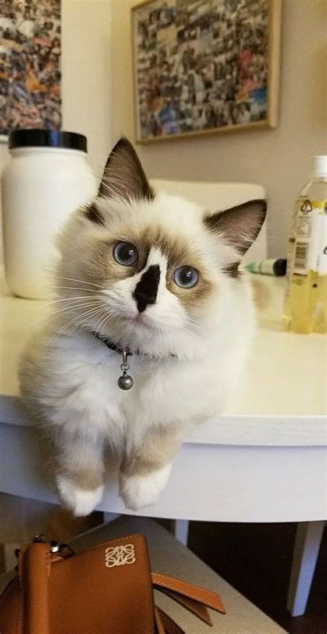 Ragdoll Cat Facts Ragdoll Cat Faqs Ragdoll Cat Information