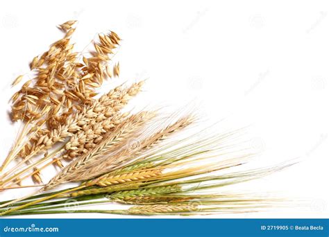 Wheat Selection Stock Image Image Of Summer Organic 2719905